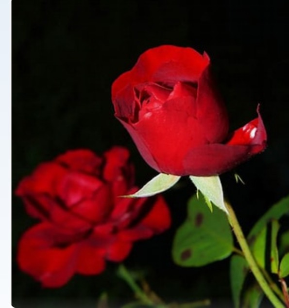 Au-delà des roses : Une Saint-Valentin d’unité et de fraternité - Rezo ...